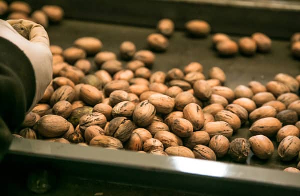 From the Tree to the Table | ILovePecans